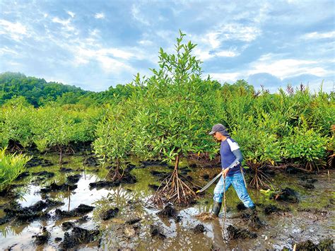Conserving Mangrove Ecosystems Securing Livelihoods The Seafood Sector Can Play Its Part