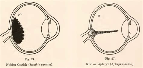 A Birds Eye View American Ornithological Society