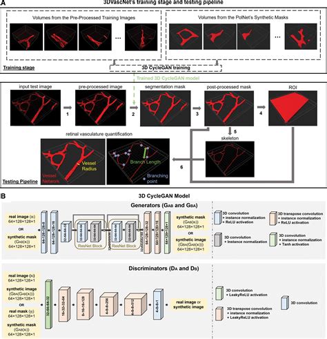 3dvascnet An Automated Software For Segmentation And Quantification Of Mouse Vascular Networks