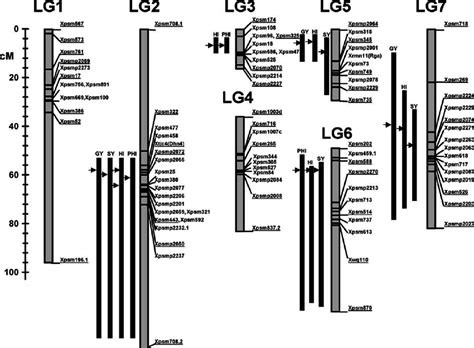 Genetic Linkage Map Of Seven Pearl Millet Linkage Groups Based On The F Download Scientific