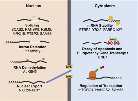 Rna Processing Rna Processing