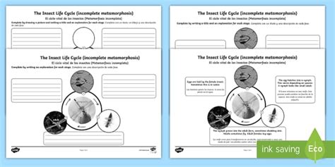 Metamorphosis Worksheets Library