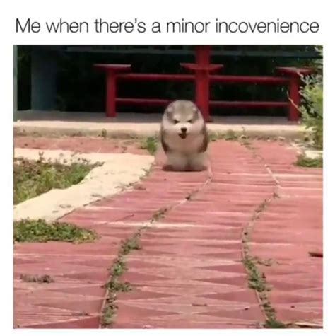 My Spirit Animal Tumbex