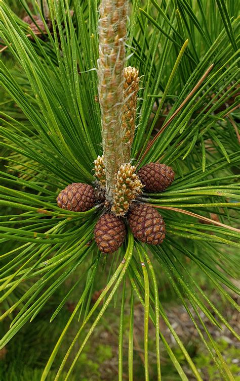 Female Pine Cone Vs Male