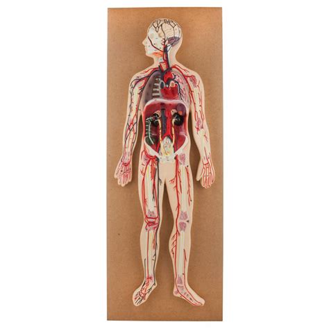 Human Circulatory System Model