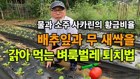배추잎과 무 새싹을 갉아 먹는 벼룩벌레 퇴치법 1 무농약 벼룩벌레 잡기 민간요법 유기농 벌레 퇴치 배추 정식 후 관리 무우 새싹 관리 Youtube