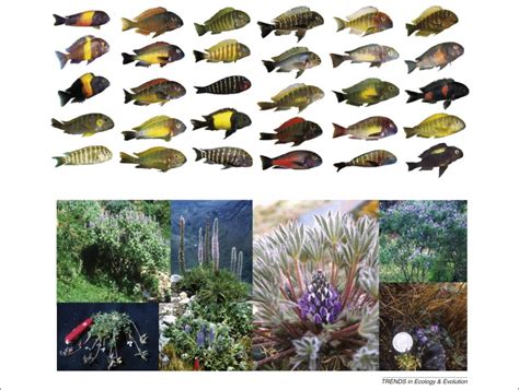 Evolution Speciation