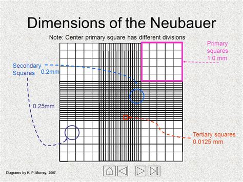 Manual Cells Counting With Hemocytometer Improved Neubauer 49 Off