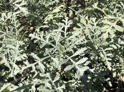 Ambrosia Chamissonis A Ambrosia Chamissonis Vivero Pumahuida