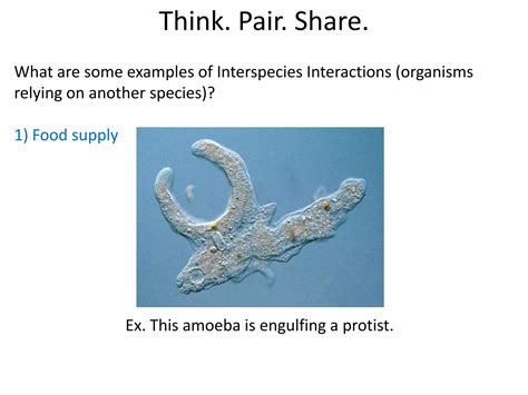 02 Classifying Species Pptx Geography Science