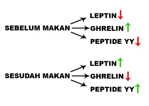 Peptide Yy Hormon Peredam Rasa Lapar Ask Jansen