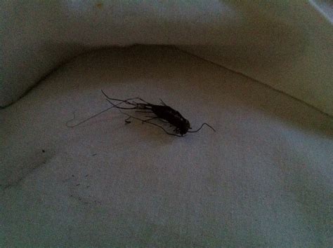 Friend Woke Up To This Bug Carcass In Her Bed No Thank You R Wtf