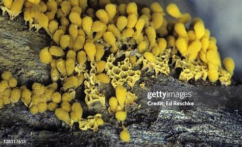 Slime Mold Fruiting Bodies Arcyria Versicolor Classification