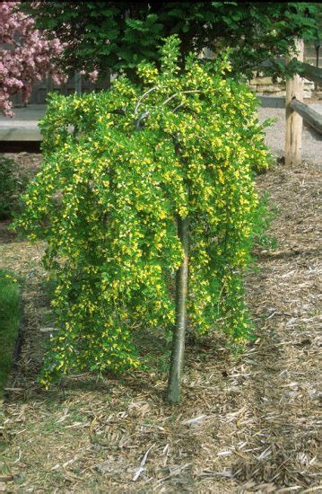 Trees That Start With S Balcony Garden Web