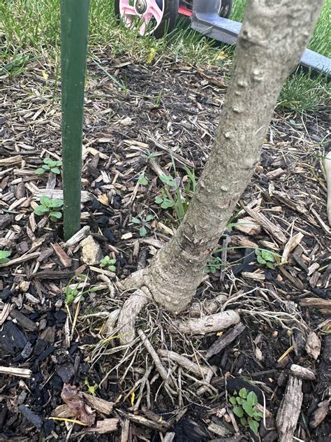 Bought A 2 Gallon Ginkgo Tree Are These Bad Roots That Need To Be Dealt With Tree Is 5 Feet