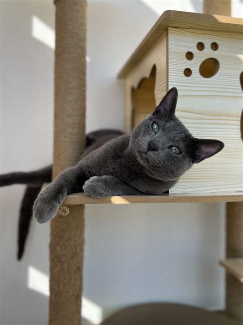 러시안블루 미티 고양이 책임분양♥ 입양완료 강아지무료분양 고양이무료분양 유기견입양 아이조아요양보호소