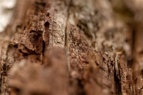 Bark Tree Texture Macro Stock Photo Image Of Brown 120095846