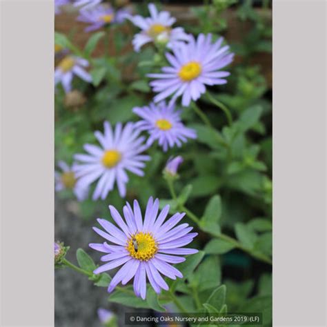 Aster X Frikartii Mönch Monch Frikarts Aster Dancing Oaks