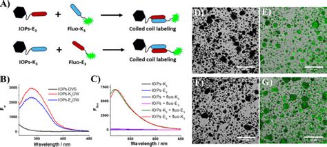 Magnetic Activated Cell Sorting Using Coiled Coil Peptides An