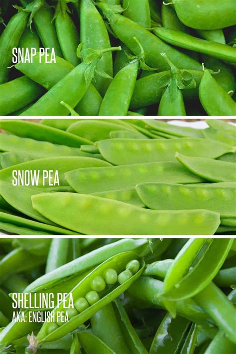 The Types Of Peas To Grow In Your Garden Growfully