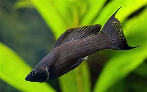 Black Lyretail Molly Onlineaquaticstore