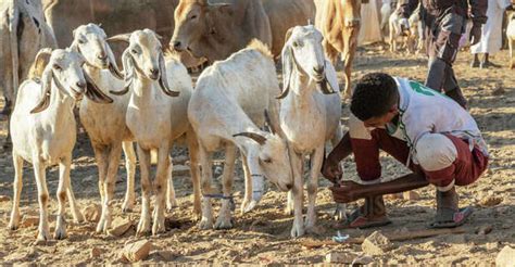 Eritrean Herders With Goats And Sheep At The Monday Livestock Market