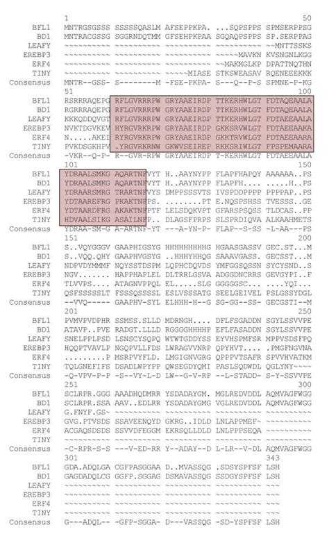 Comparison Of Erebp Ap2 Domain Of Bfl1 With That Of Other Erf Download Scientific Diagram