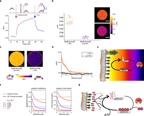 A Light Inducible Stathmin Dephosphorylation Cycle Generates A
