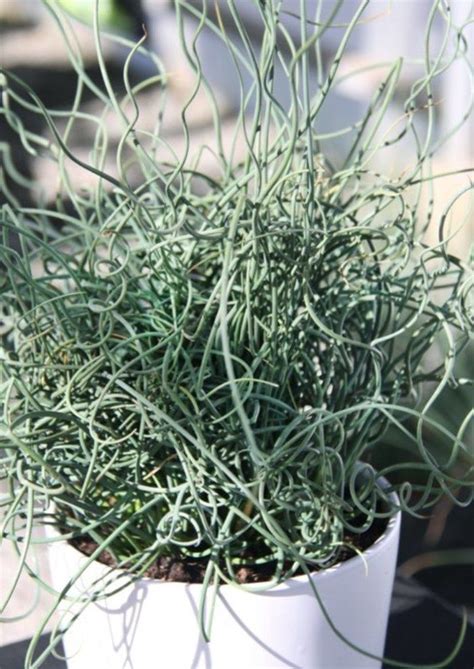 Juncus Twister 1 Gal Online Store Bremerton City Nursery