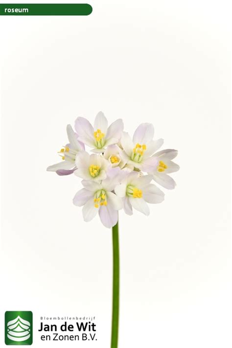Roseum Allium Jan De Wit En Zonen Bv
