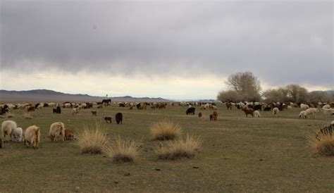 Ховд аймгийн нийт нутгаар өвс ургамлын гарц тааруу байна