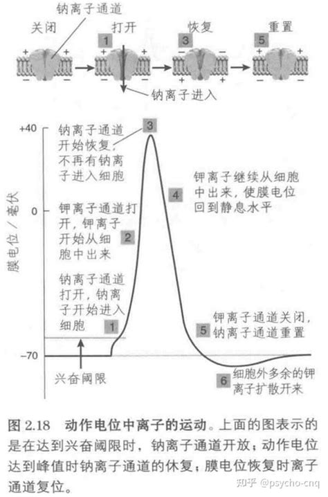 神经传导和突触传递 知乎