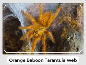 Orange Baboon Tarantula Pterinochilus Murinus Facts Identification