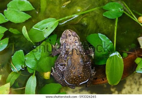 Toad Mating Sex Lotus Pond By Stock Photo 593326265 Shutterstock