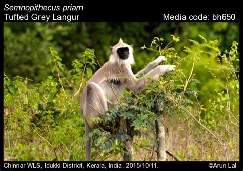 Semnopithecus Priam Blyth 1844 Tufted Grey Langur Mammals