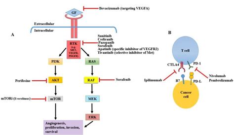 Molecular Targeted Therapy In Alveolar Soft Part Sarcoma Atlas Of Science