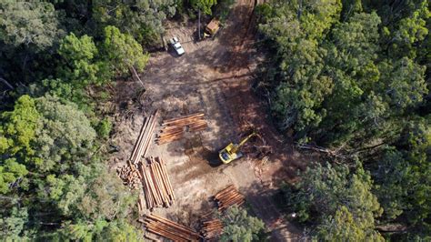 Native Forest Logging In Tasmania The Facts The Australia Institute