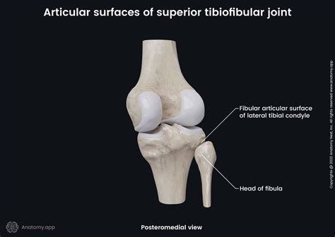 Superior Tibiofibular Joint Anatomy App