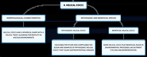 Cocci Shaped Bacteria Structure Classification And Pathogenicity Algor Cards