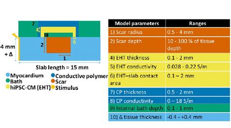 Schematic Representation Of The Model Myocardium Scar Eht Cp And Download Scientific