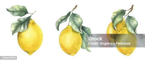 과일과 잎이 있는 레몬 가지 세트입니다 고립 된 손으로 그린 수채화 그림입니다 열대 감귤류 과일 메뉴 포장 화장품 직물 카드를