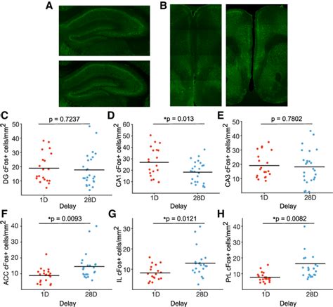 A Prolonged Delay Alters Hippocampal And Mpfc Activity A Examples Of Download Scientific