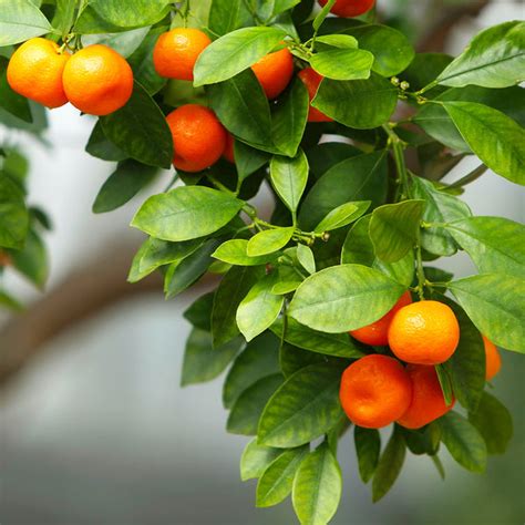 Owari Satsuma Mandarin Trees For Sale