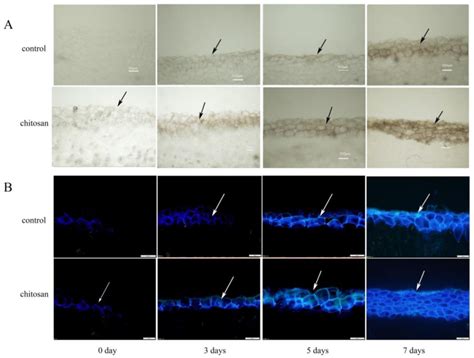 Effect Of Foliar Spraying Of Chitosan On The Localized Accumulation Of