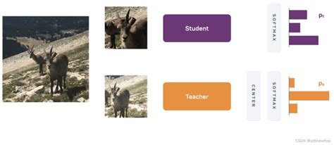 Dino自监督学习：无标签的视觉transformer蒸馏 Csdn博客