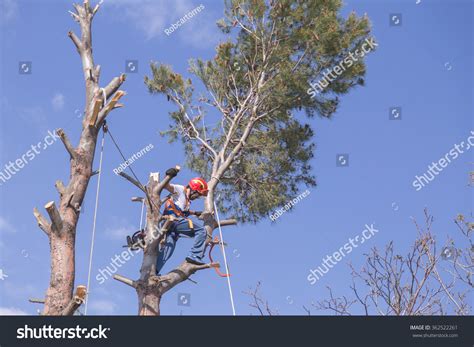 Man Pruning Tree Stock Photo 362522261 Shutterstock
