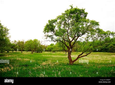 Tree With Lush Foliage Stands Along On Medow Before A Line Of Trees In Background Stock Photo