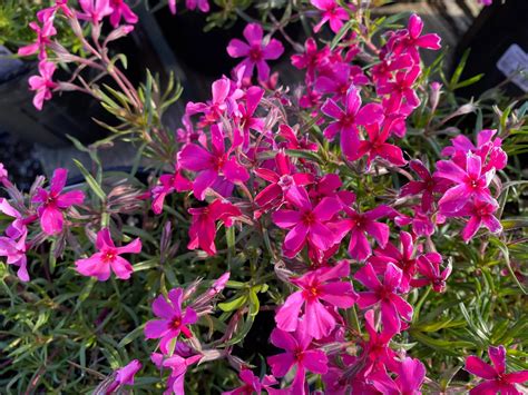 Creeping Phlox Varieties