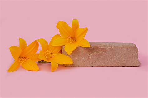 돌 연단 받침대 화장품 미용 제품 프레젠테이션 노란색 라일락 꽃 미니멀한 배경이 있는 트렌디한 분홍색 산호 파스텔 배경에 빈 모형 강단에 대한 스톡 사진 및 기타 이미지