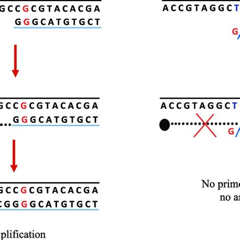 Pdf Mismatch Amplification Mutation Assay Polymerase Chain Reaction A Method Of Detecting